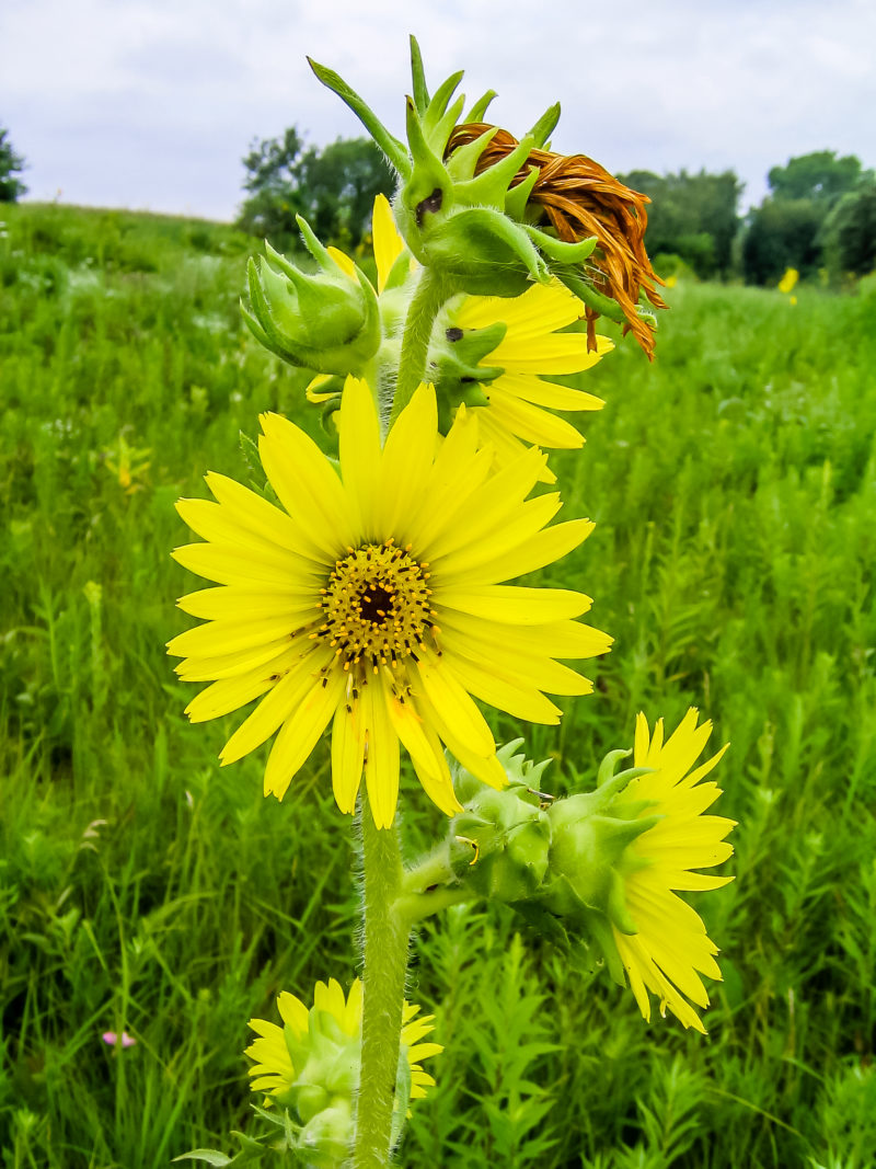 compass plant - Lawanda's Garden