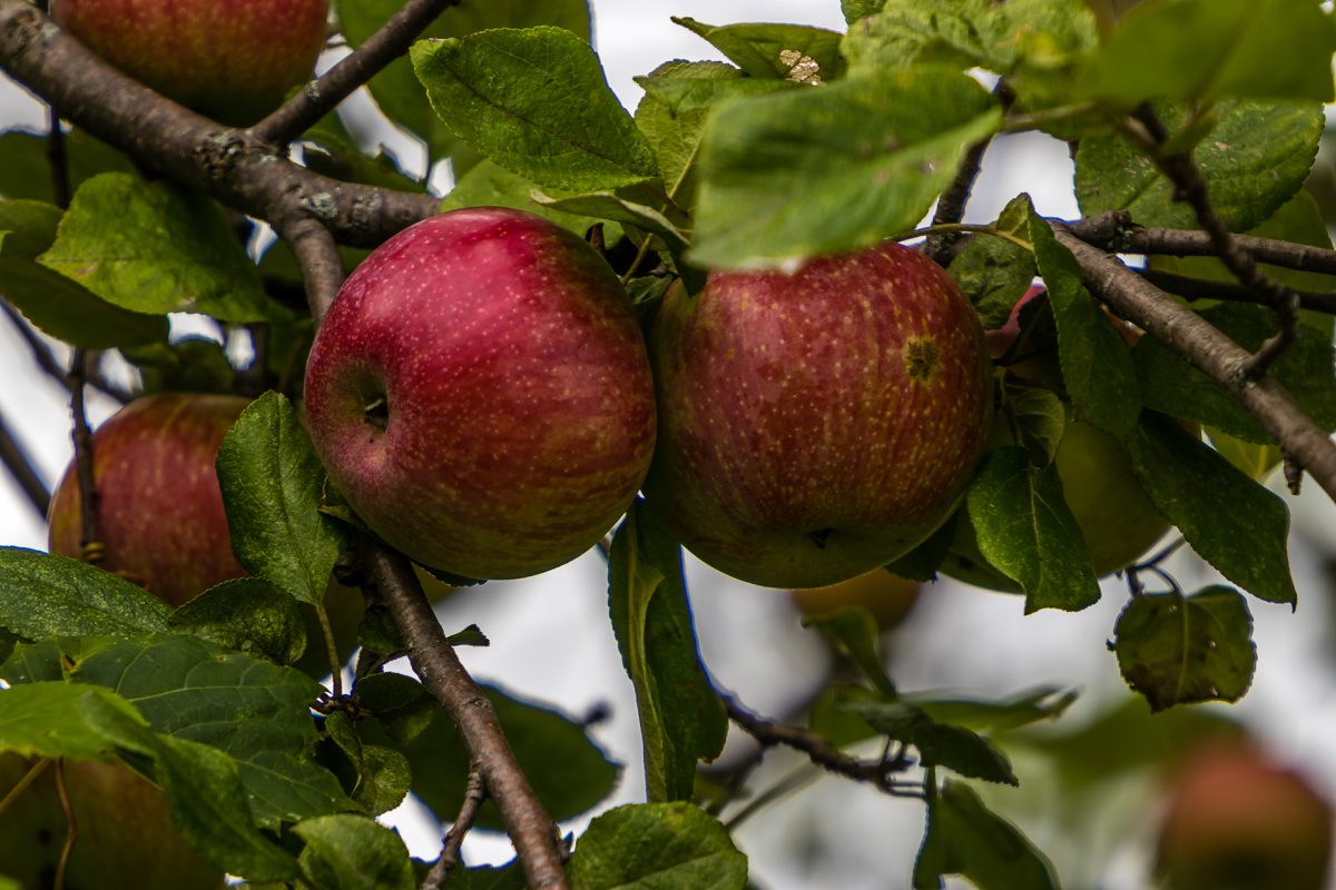 Wild Apples - Lawanda's Garden